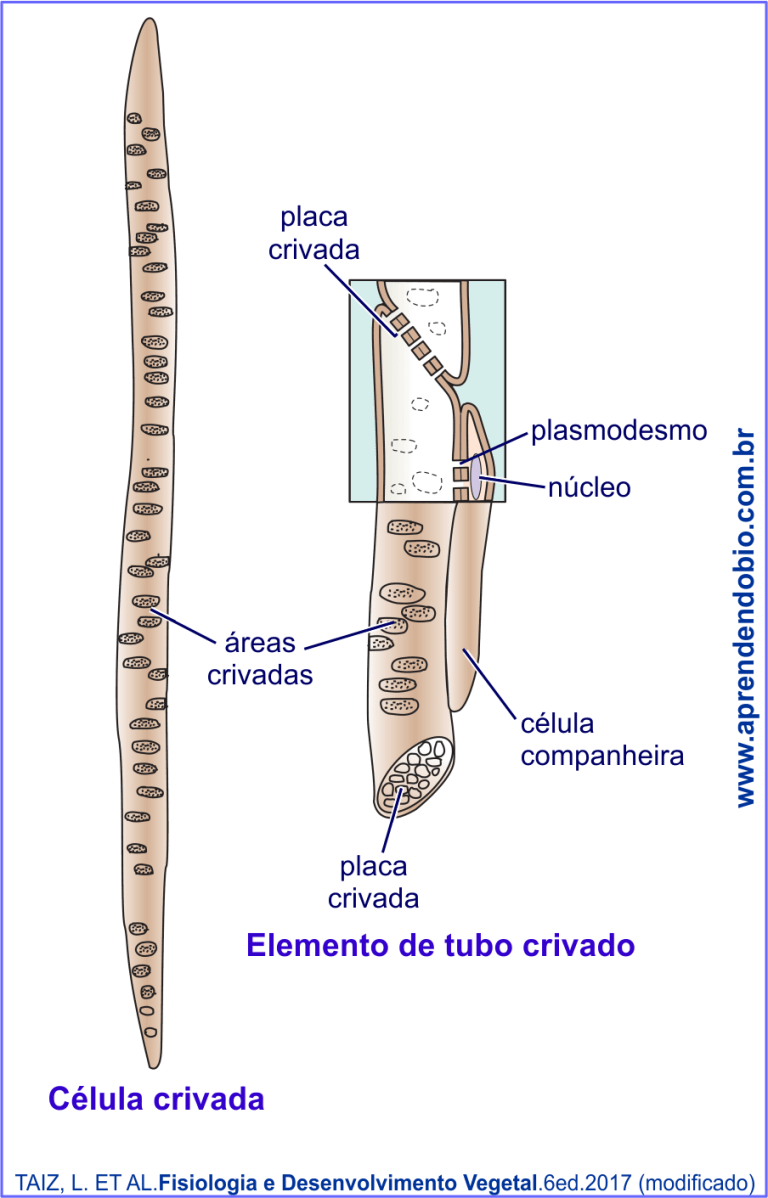 BOTÂNICA | TECIDOS PERMANENTES – Aprendendo Biologia