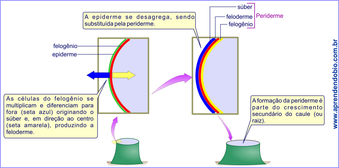 Botânica | Aprendendo Biologia