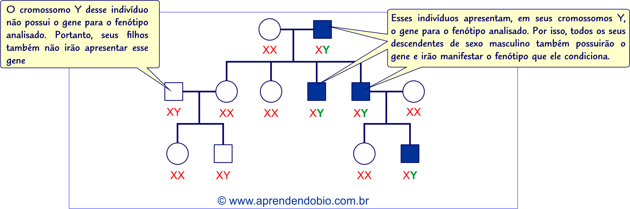 herança autossômica – Aprendendo Biologia