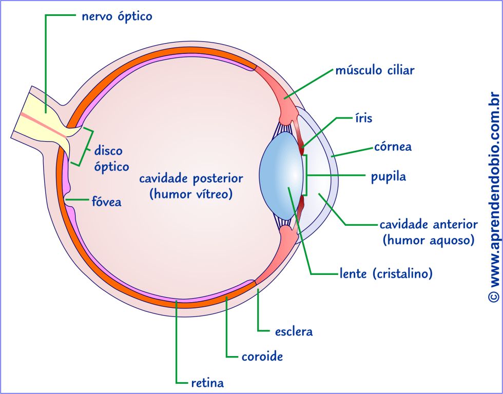 conjuntiva | Aprendendo Biologia