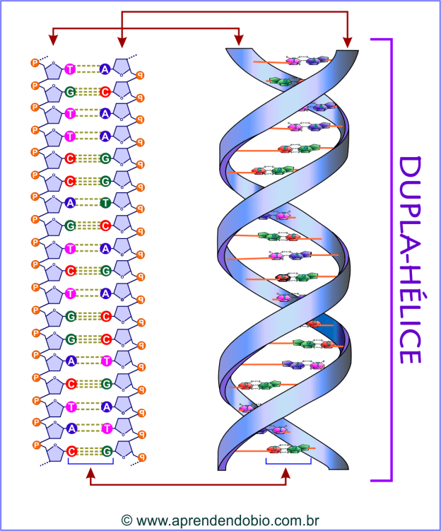 DNA | Aprendendo Biologia