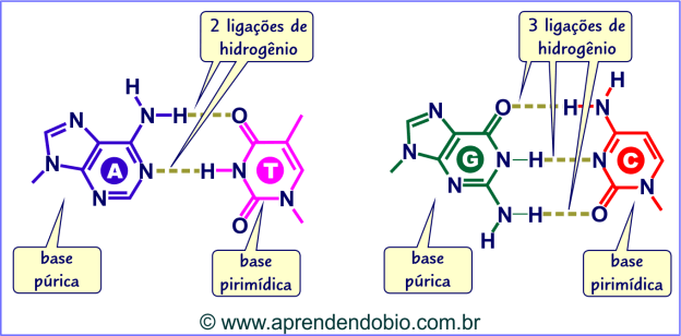 bases nitrogenadas | Aprendendo Biologia