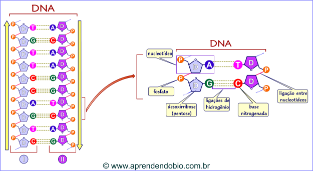 DNA | Aprendendo Biologia