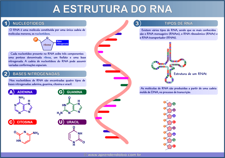 transcriptase | Aprendendo Biologia