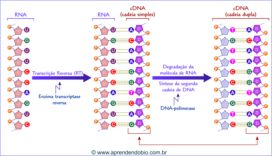 DNA | Aprendendo Biologia